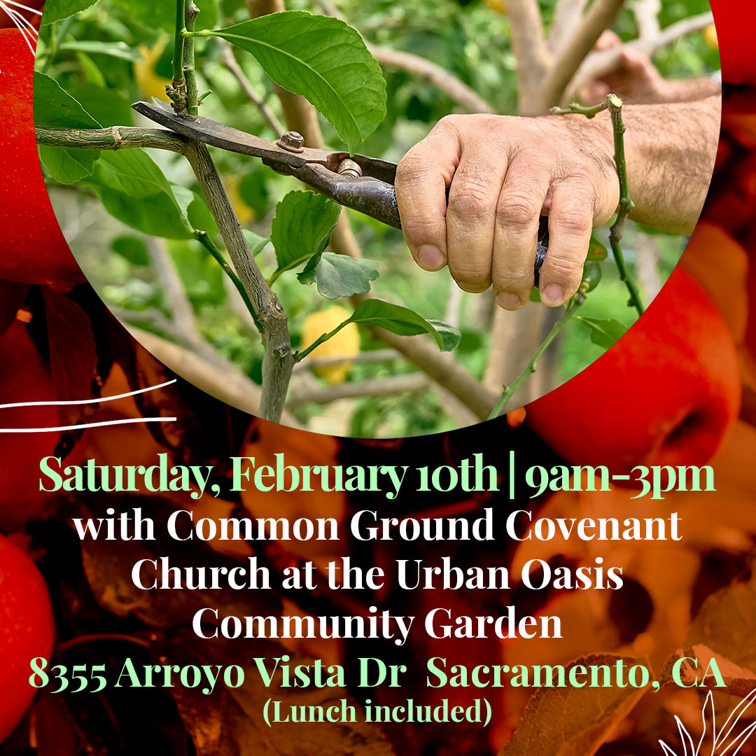 February 10, 2024 at Oasis Community Garden, Sacramento, Ca - Civic ...